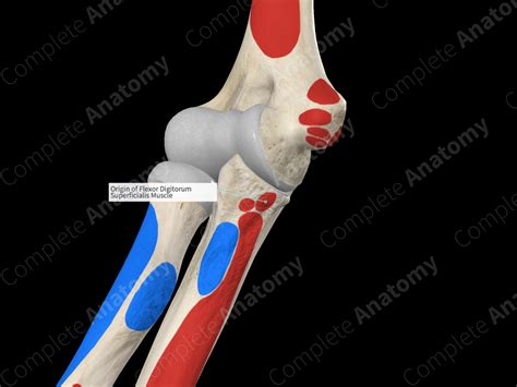 Origin Of Flexor Digitorum Superficialis Muscle Complete Anatomy