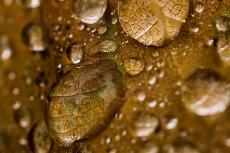 Leaf Droplets Dew Free Photo On Pixabay Pixabay