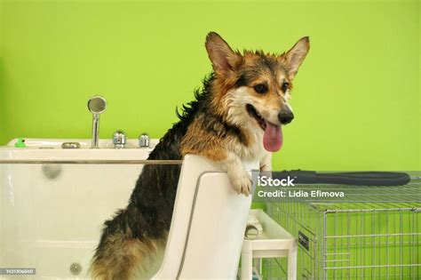Corgi 웨일스 펨브로크는 젖은 모피가 손질 살롱에서 목욕하고 씻은 후 욕실에 서 있습니다 0명에 대한 스톡 사진 및 기타