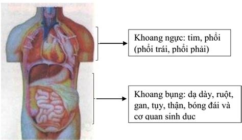 Ở cơ thể người cơ quan nằm trong khoang ngực là