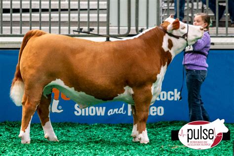 Houston Livestock Show Hereford Steers The Pulse