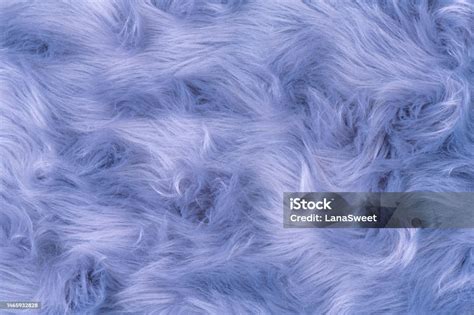 블루 퍼 텍스처 상위 뷰입니다 파란색 또는 라일락 양가죽 배경입니다 모피 패턴 파란색 털 복숭아 모피의 질감입니다 양모 질감 양 모피 인조 모피에 대한 스톡 사진 및 기타