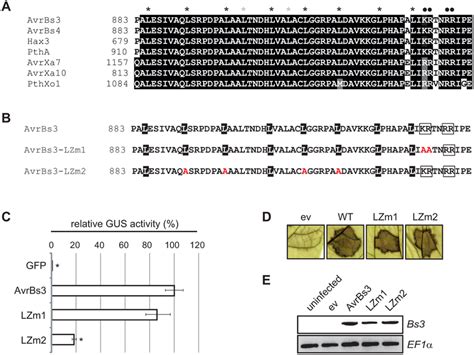 Analysis Of The Imperfect Leucine Zipper Motif In Avrbs3 A Sequence Download Scientific