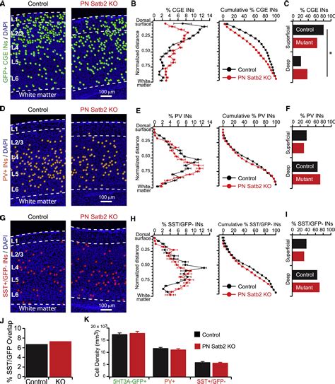 Neocortical Projection Neurons Instruct Inhibitory Interneuron Circuit Development In A Lineage