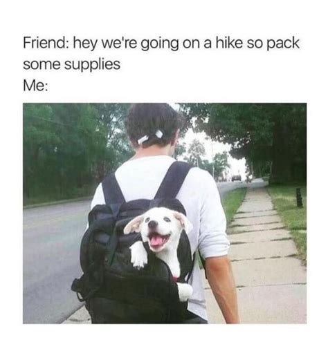 “doggo Memes” 89 Wholesome And Funny Posts For Those Who Need A Better