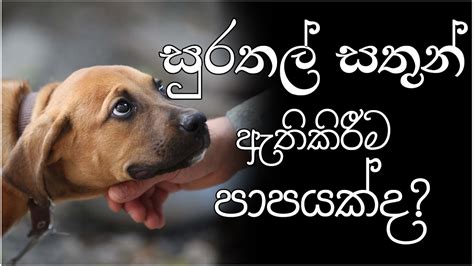 සුරතල් සතුන් ඇතිකිරීම පාපයක්ද Youtube