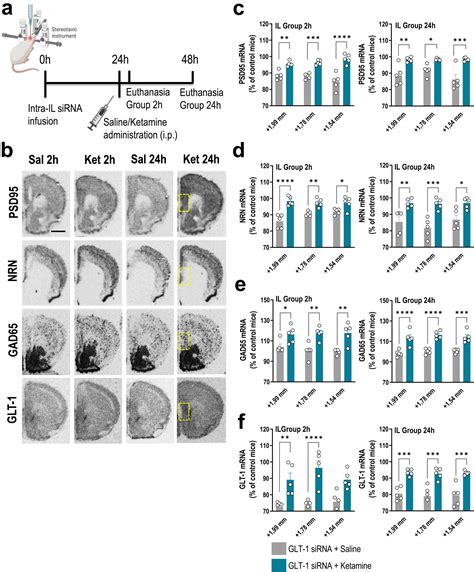 Ketamine Triggers Rapid Antidepressant Effects By Modulating Synaptic Plasticity In A New