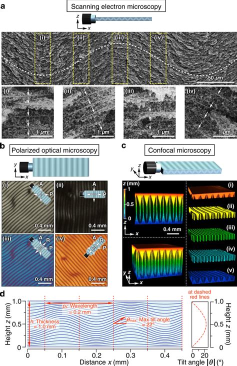 Structural Characteristics Of The Propagating Wave A Scanning Electron