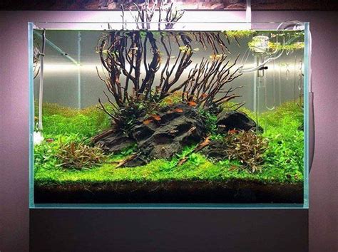 Plantas De Acuario ჱ Guía Esencial 2024 Acuario3web Nature aquarium