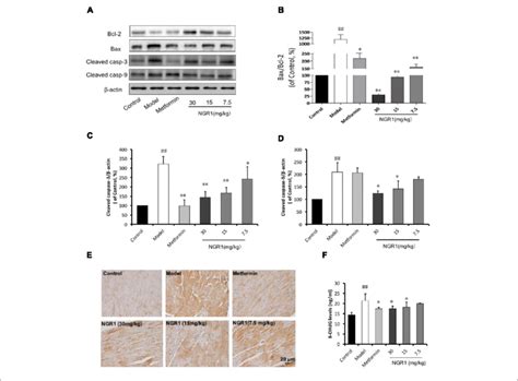 Ngr1 Attenuates Diabetes Induced Myocardial Apoptosis A