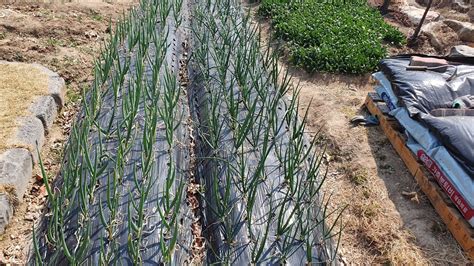 양파를 심었는데 대파가 났다 오마이뉴스