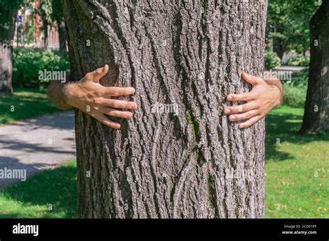 Person Hands Embracing Wood Trunk Man Hands Hugging Tree Trunk Human