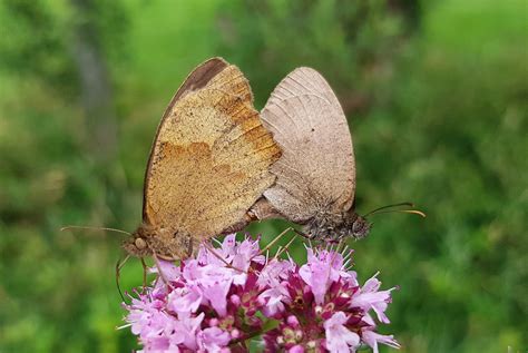 Mariposas Emparejamiento Mariposa Foto Gratis En Pixabay