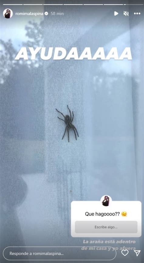 Qué Pasó Con La Araña De Romina Malaspina Mdz Online