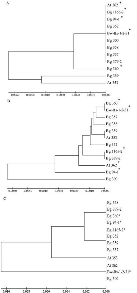 The Unweighted Pair Group Method With Arithmetic Mean Upgma Download Scientific Diagram