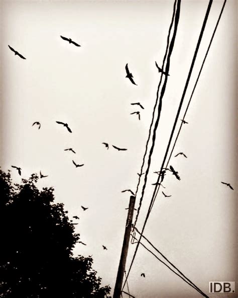 Birds And Wires Behance
