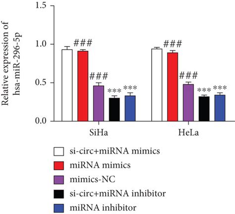 Hsa Circ 0000511 Promoted The Invasion And Migration Of SiHa And HeLa