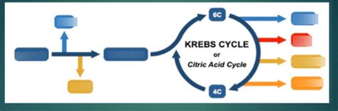 Bio 1 Exam 2 Citric Acid Cycle Output Diagram Quizlet