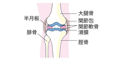 膝関節の仕組み症状治療方法 日本の名医