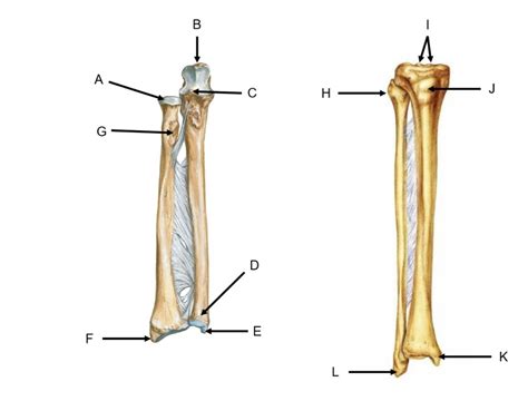 Radius And Ulna Tibia And Fibula Aandp Lab Diagram Quizlet