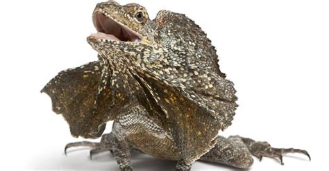 Frilled Lizard Animal Facts Chlamydosaurus Kingii A Z Animals