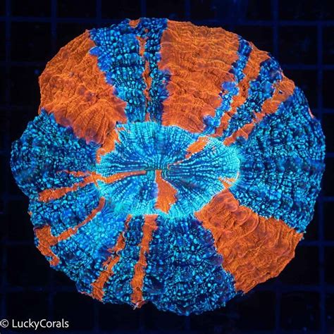 All Corals Sps Lps Soft Corals Mushrooms Blasto Brain Coral Zoa Paly