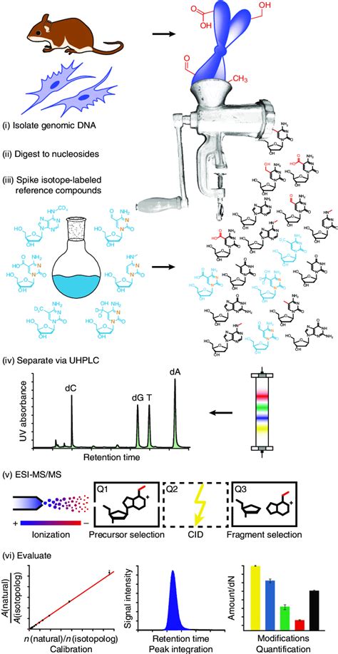 Procedure Overview General Workflow For Rapid Dna Extraction