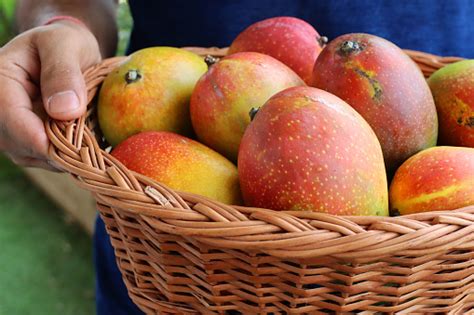열대 망고 과일로 가득 한 고리버들 바구니를 들고 인식 할 수없는 사람의 전체 프레임 이미지 전경에 초점을 맞추고 고리 세공에 대한 스톡 사진 및 기타 이미지 Istock