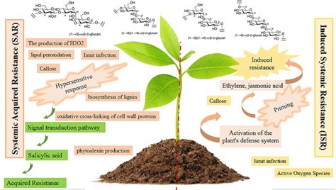 SAR And ISR Pathway And Activation Of Plant S Defense System Download Scientific Diagram