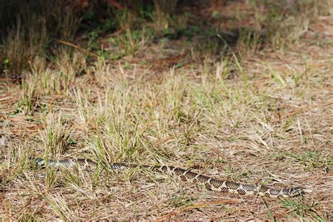 Guess The Snake Quiz Reptile Forums
