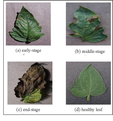 Figure 2 From Plant Leaf Diseases Severity Estimation Using Fine Tuned