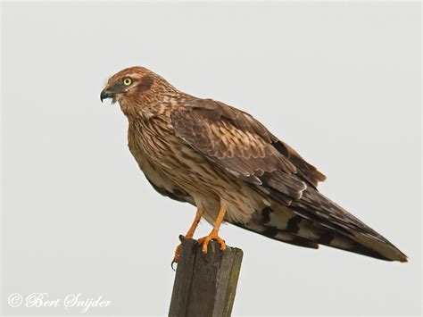 Montagu´s Harrier Birding In Portugal Individual Bird Watching Holiday