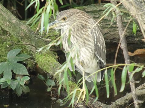 ゴイサギ 2017 04 15 日本の野鳥識別図鑑