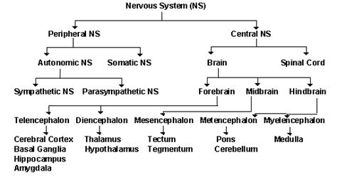 Structure Function The Nervous System Anatomy And More