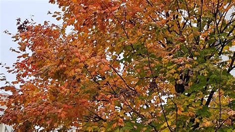 바람소리 속 가을 흔들리는 나무와 춤추는 낙엽autumn In The Sound Of The Wind