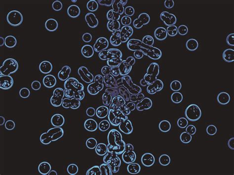 Differentiation And Plasticity Of Stem Cells For Tissue Engineering