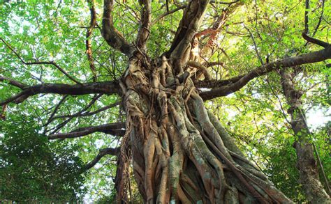 Strangling Net Framework App To Net Core — Kamil Grzybek