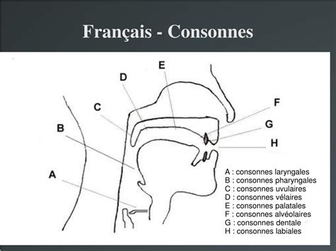 PPT Voyelles Consonnes Accent Tonique PowerPoint Presentation Free