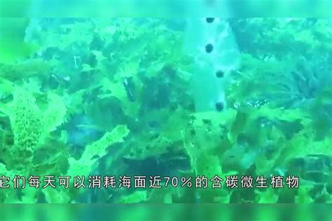 男子海里捉到“透明鱼”，专家一看大吃一惊：赶紧放生，那不是鱼海里男子
