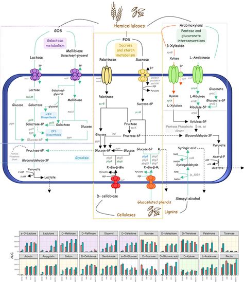 Schematic Representation Of The Presumptive Metabolic Pathways In