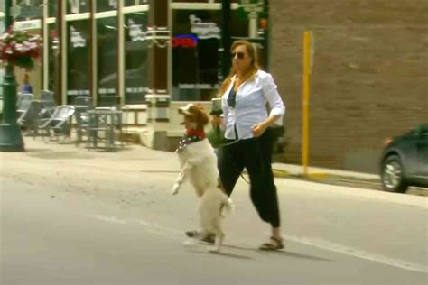meet dexter the three legged pup who taught himself how to walk like a