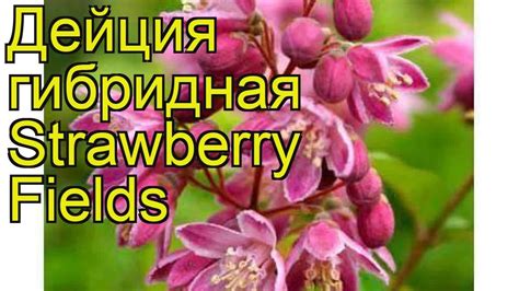 Дейция гибридная Страуберри Филдс. Краткий обзор, описание deutzia ...