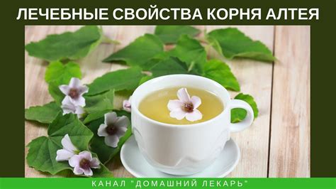 Лечебные свойства корня алтея - Домашний лекарь - выпуск №123 - YouTube