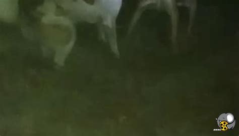 سگ دعوا سگ دعوا سگ دعوا فیلو