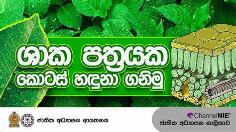 ශාක පත්‍රයක කොටස් හඳුනා ගනිමු Youtube