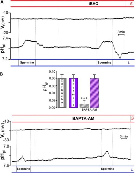 Responses Are Independent Of Intracellular Ca2 Signals A After Download Scientific Diagram
