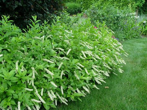 little henry® sweetspire itea virginica ‘sprich great plains nursery