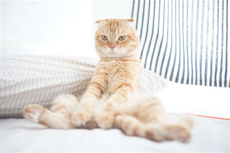【獣医師監修】スコティッシュフォールドは骨瘤に要注意！ 骨瘤ができる原因とは Peco（ペコ）