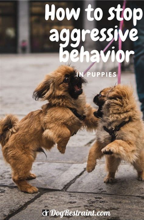 How to Stop Aggressive Behavior in Puppies - Dog Restraint | Aggressive dog, Training your dog ...