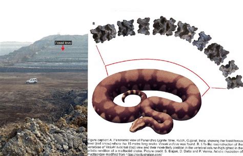 Iit Roorkee Team Finds Giant Ancient Snake Fossil In Gujarat